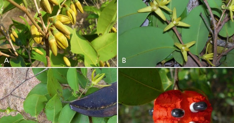 Species New to Science: [Botany • 2017] New species of Xylopia ...