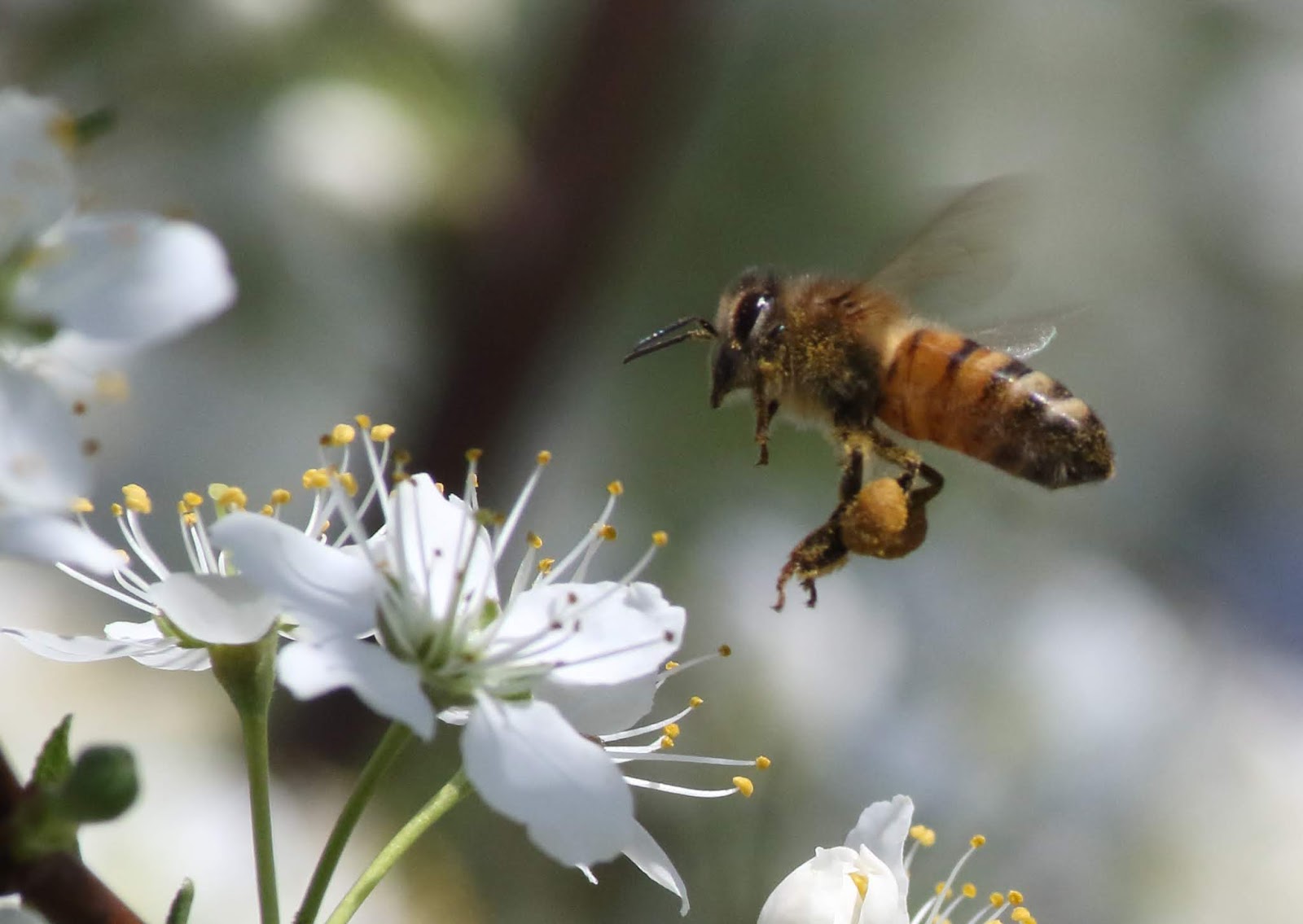 The Birds & The Bees: When you Discover you have a Wild Hive of Honeybees