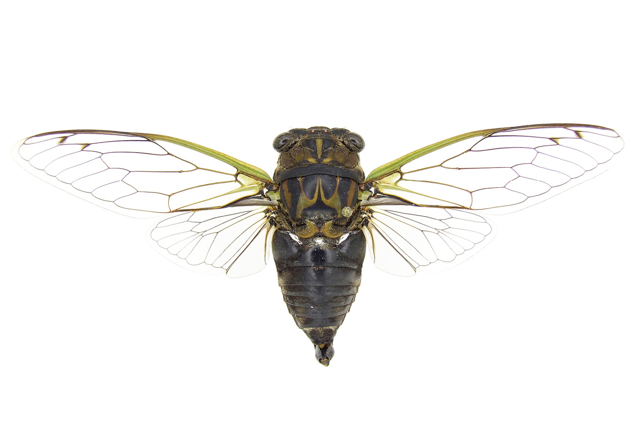 Species New to Science: [Entomology • 2017] Neotibicen similaris ...