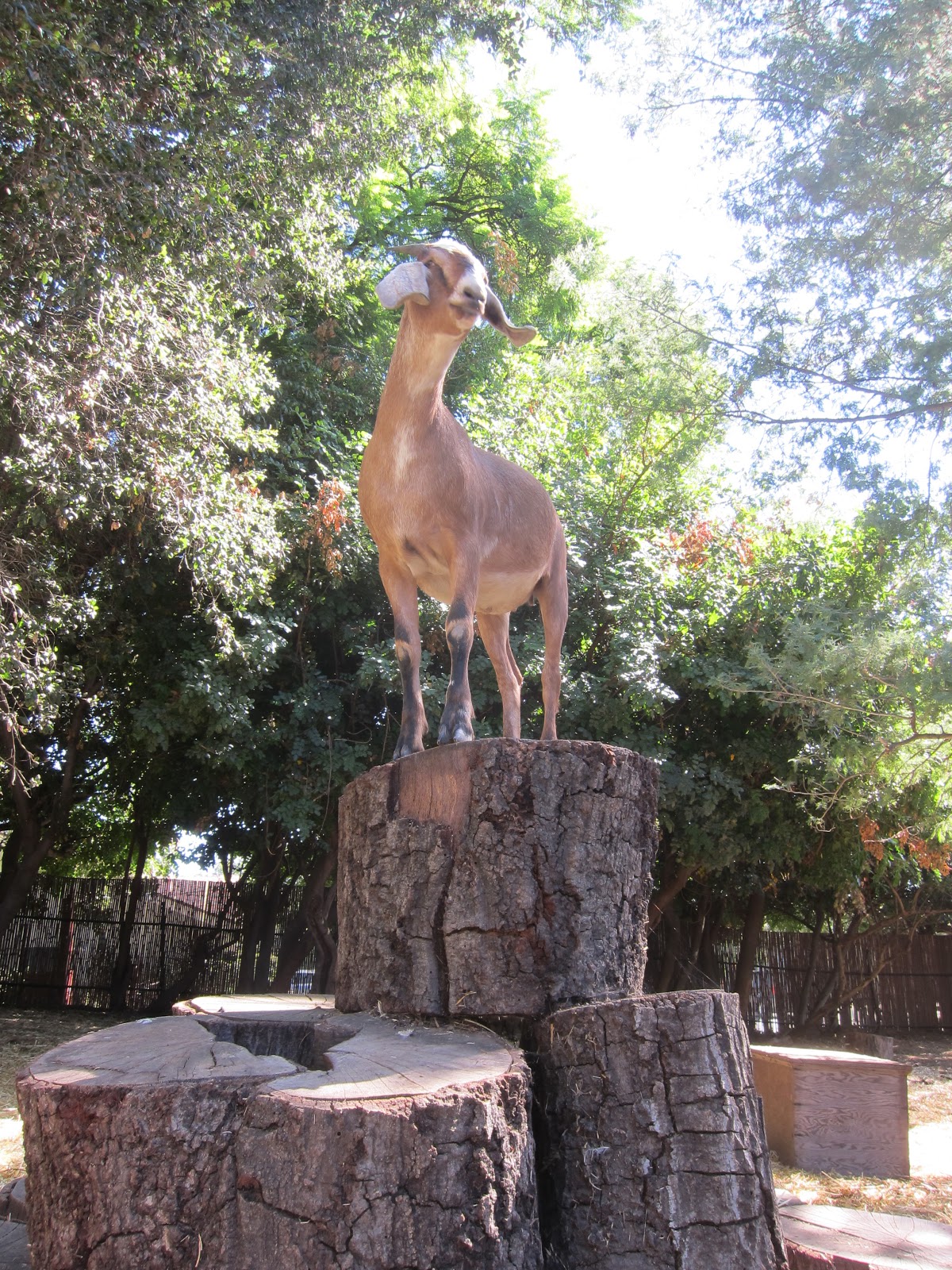 Goat Worship: A Halloween Exclusive! | Root Simple