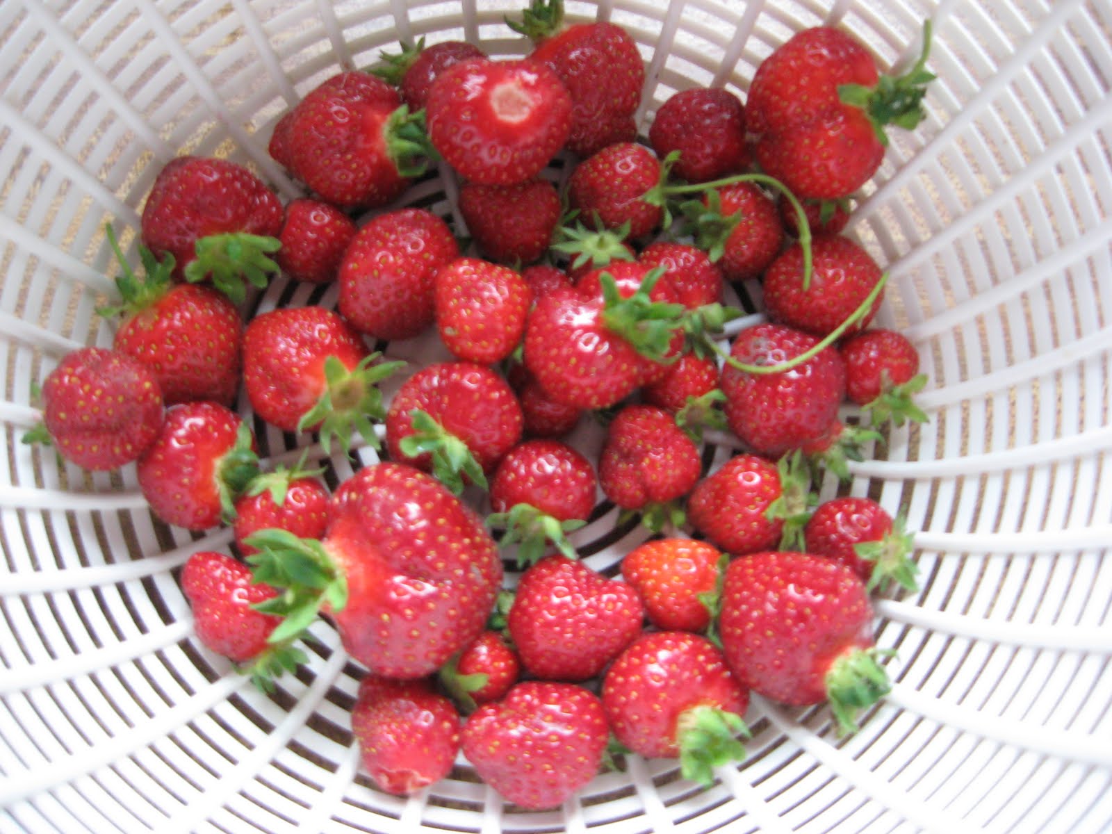 A Journey to Sustainable Homesteading