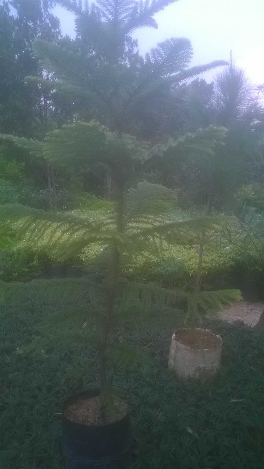 Jual pohon cemara angin | cemara lilin | cemara norfolk | cemara udang ...