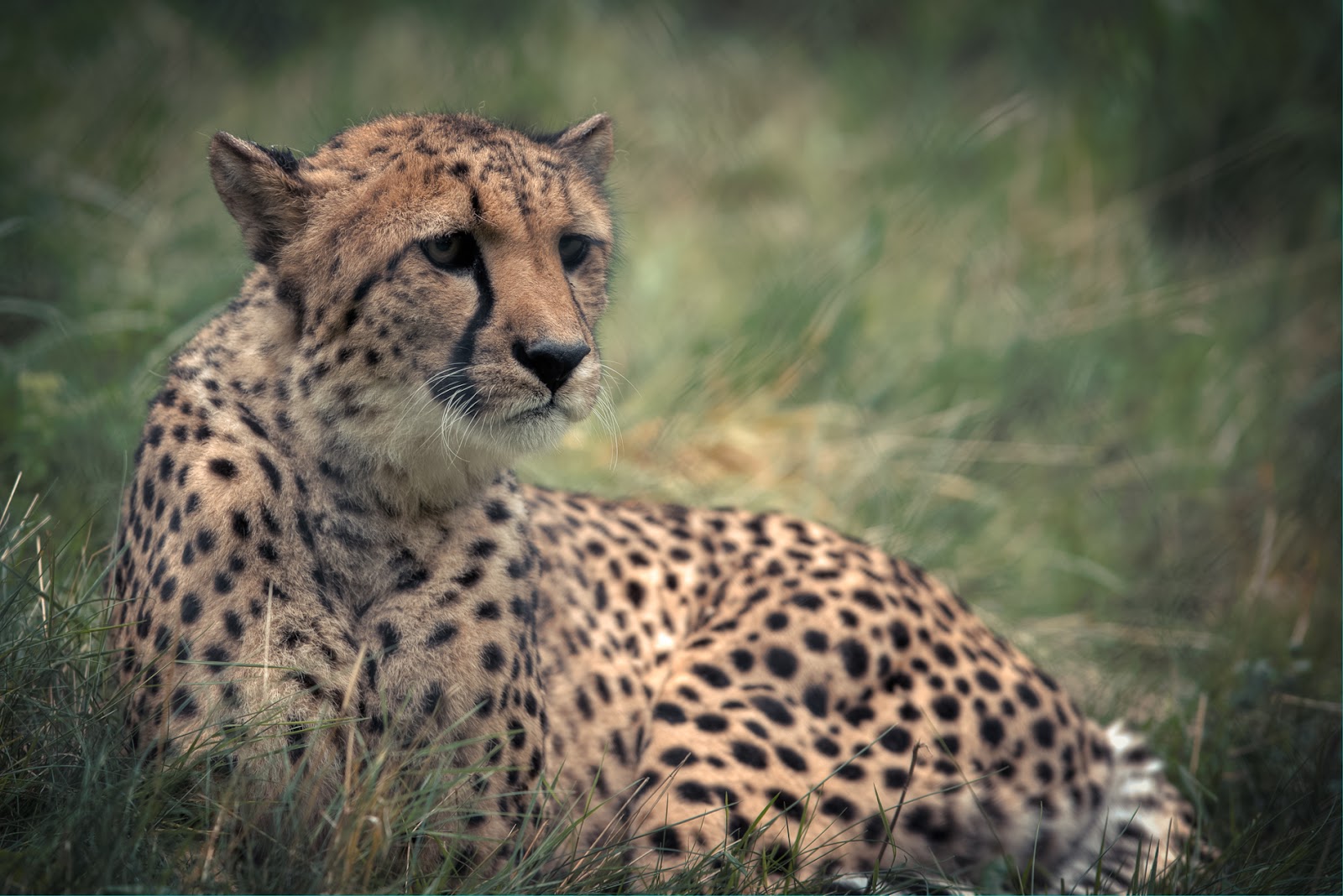 Gepard