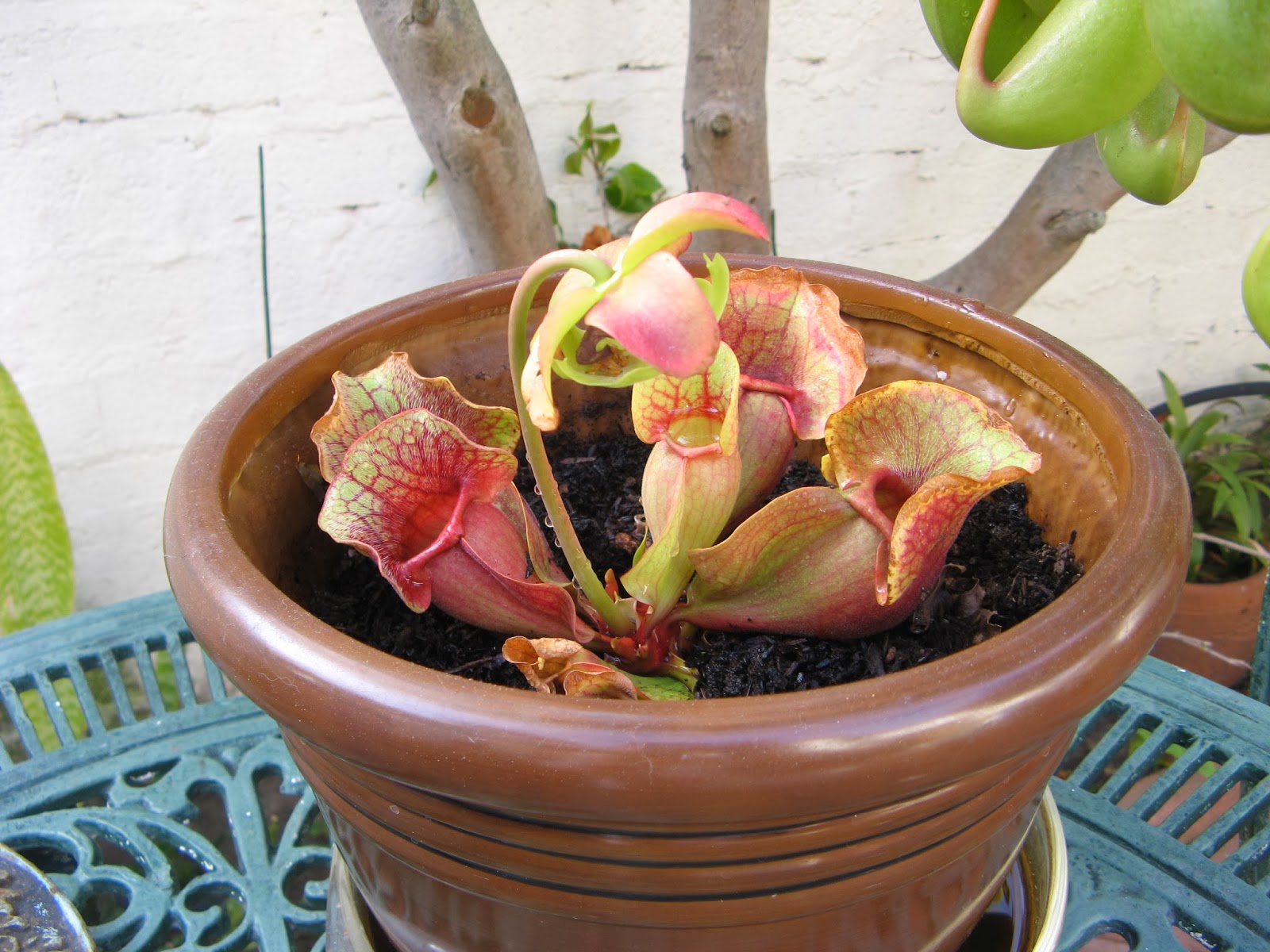 TRAVELS (and more) WITH CECILIA BRAINARD: Introducing my Cannibal ...