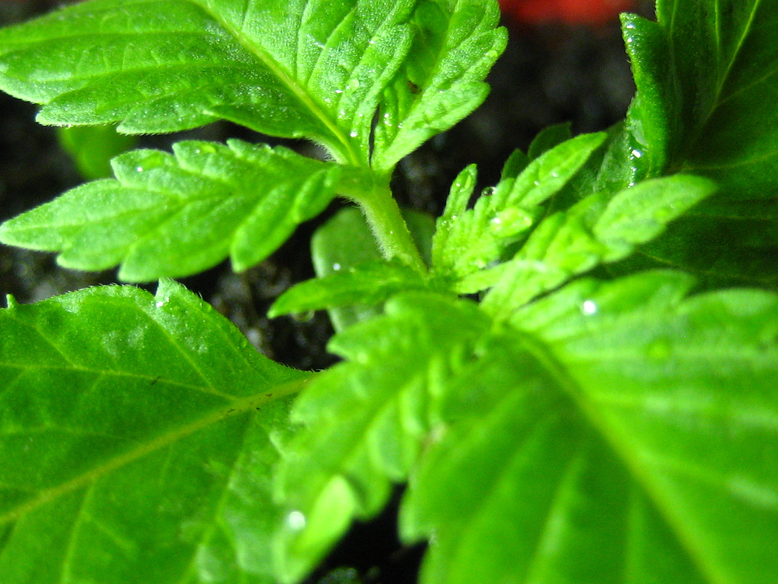 Jamaica Seeds: GERMINATION TIPS