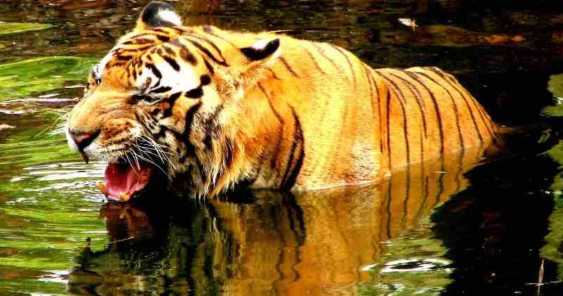 Animals of Nepal: Animals of Nepal