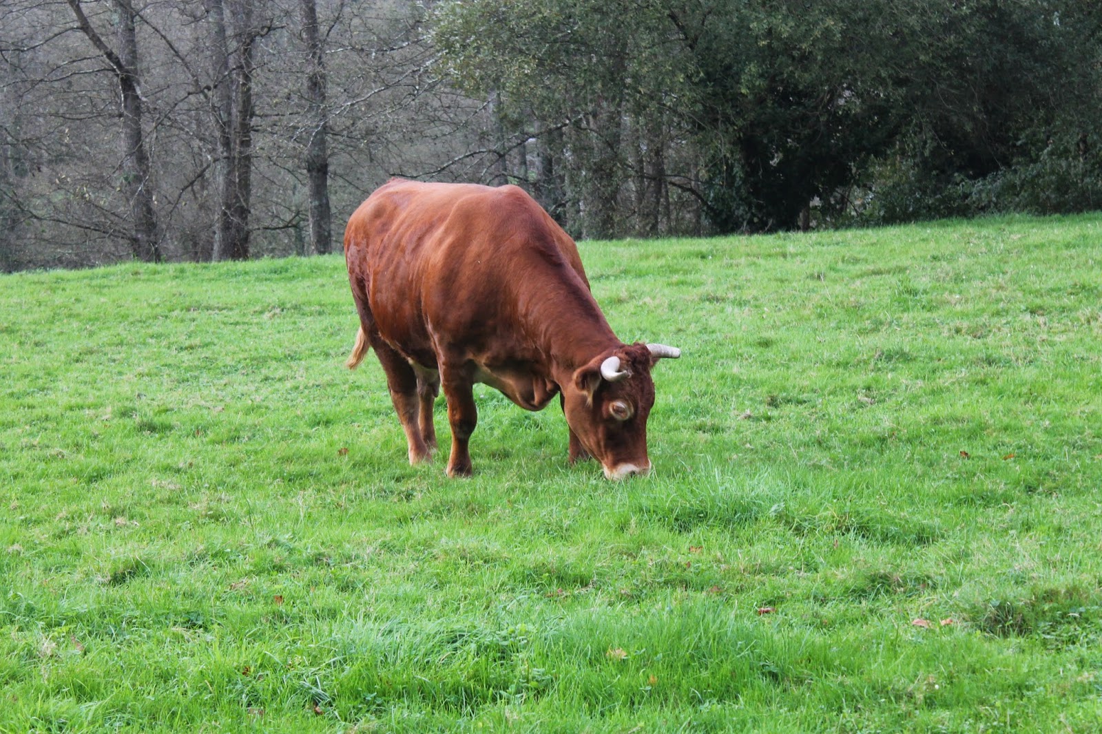 El lenguaje de la biosfera/The language of the biosphere: Rumiando una ...