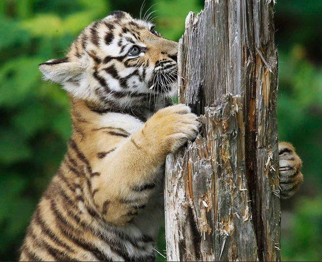 Cantinho da Francicleide: Filhotes de tigre-siberiano