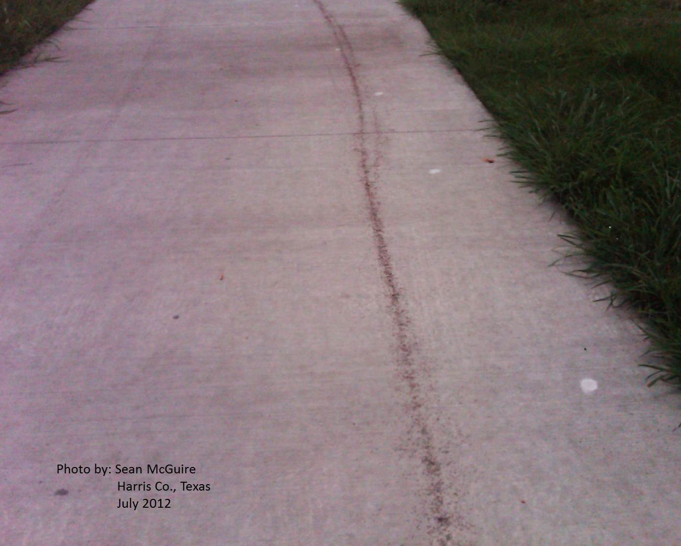 Dr. Fire Ant's Musings: Fire Ant Mystery in Harris County, Texas