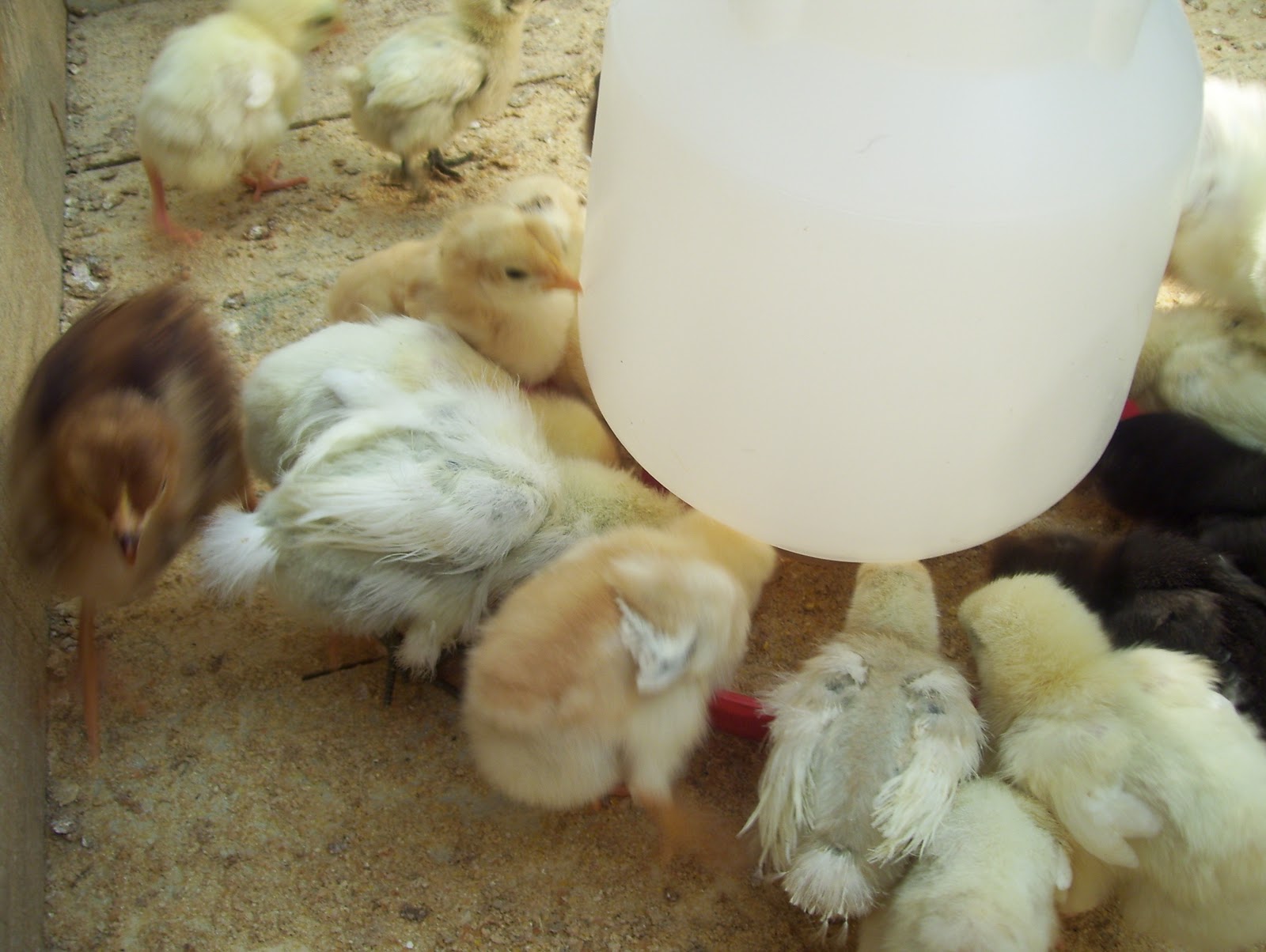 Cabaña Avicola y Cunicola Layantü: Pollitos BB para la venta Todo el Año