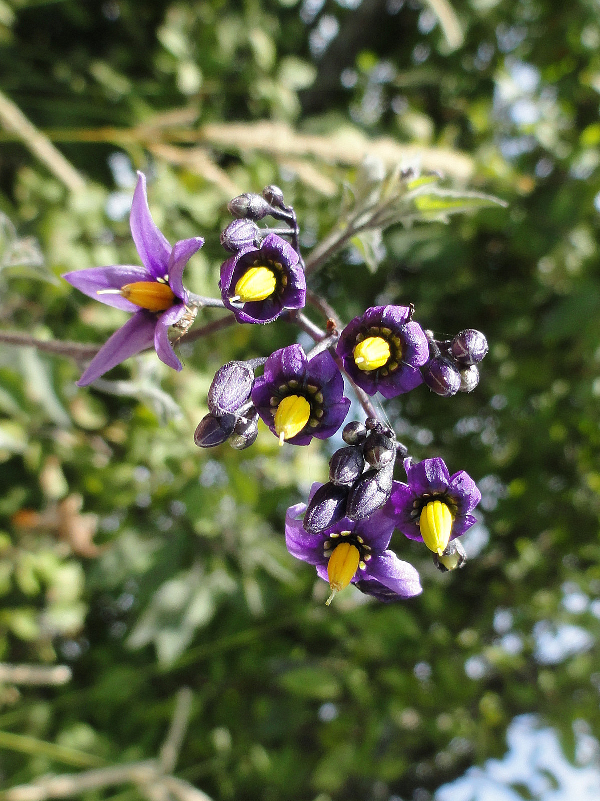 Wanderin' Weeta (With Waterfowl and Weeds): Bird supermarket