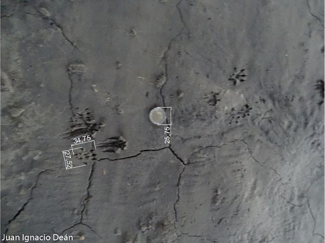 Mamíferos de Navarra: Huellas de nutria y castor, y otras