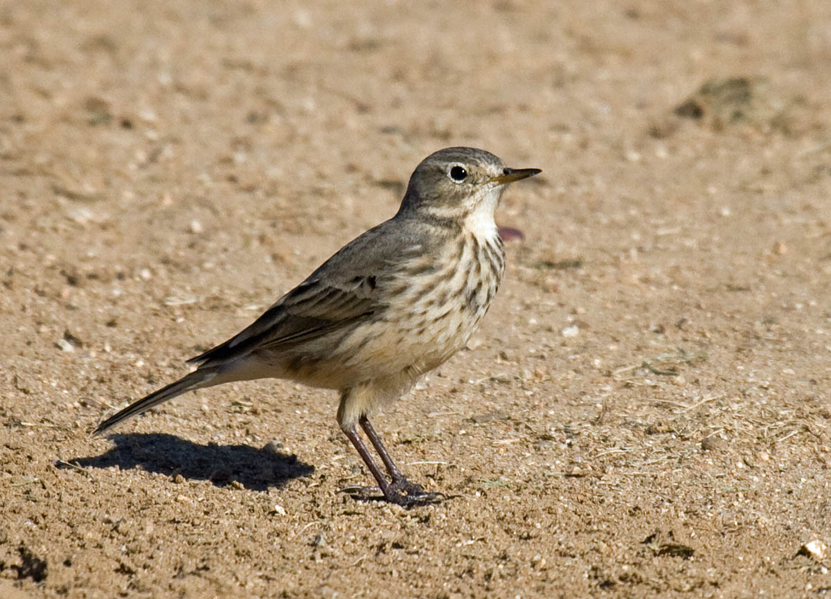 American Pipits in Imperial Beach - Greg in San Diego