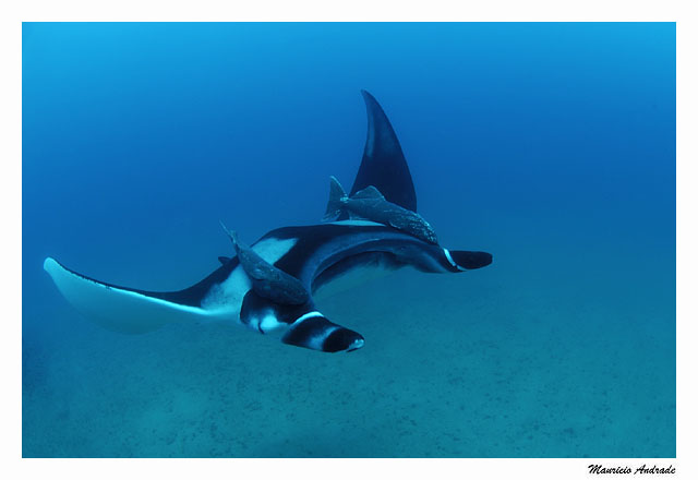 Raia Jamanta ou Arraia Jamanta (Manta Birostris)