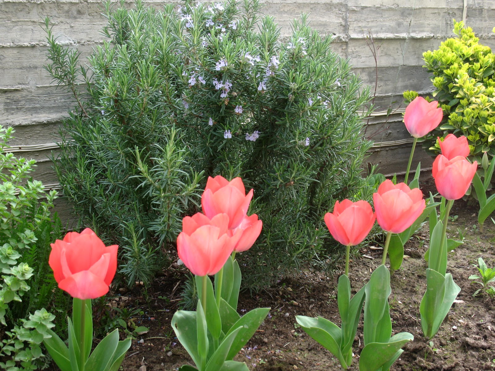 Jurnal de gradina: Lalele