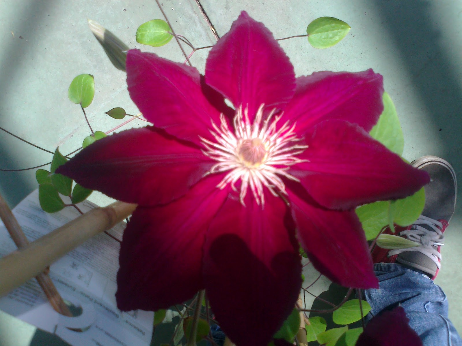 Altamira Garden Centro de Jardineria: Clemátide o Clematis spp.