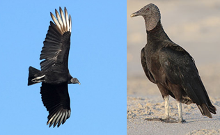 NATURA EN VIVO: GRADO 9-7 REINO ANIMAL