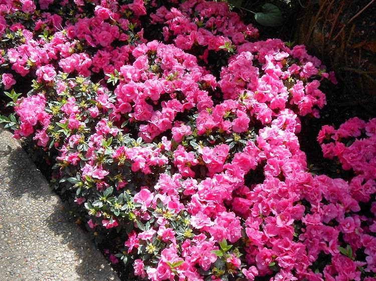 My Virtual Garden: Longwood Conservatory