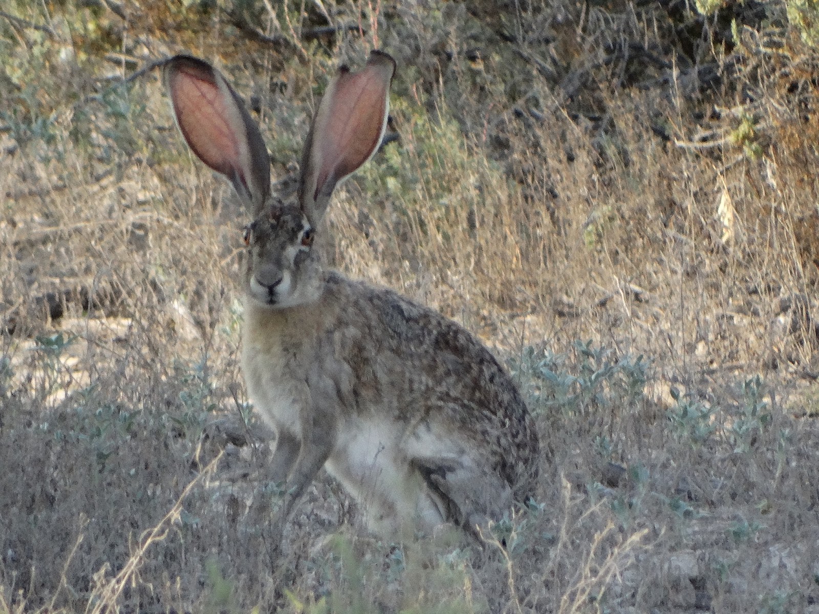 5 Animales con orejas muy grandes
