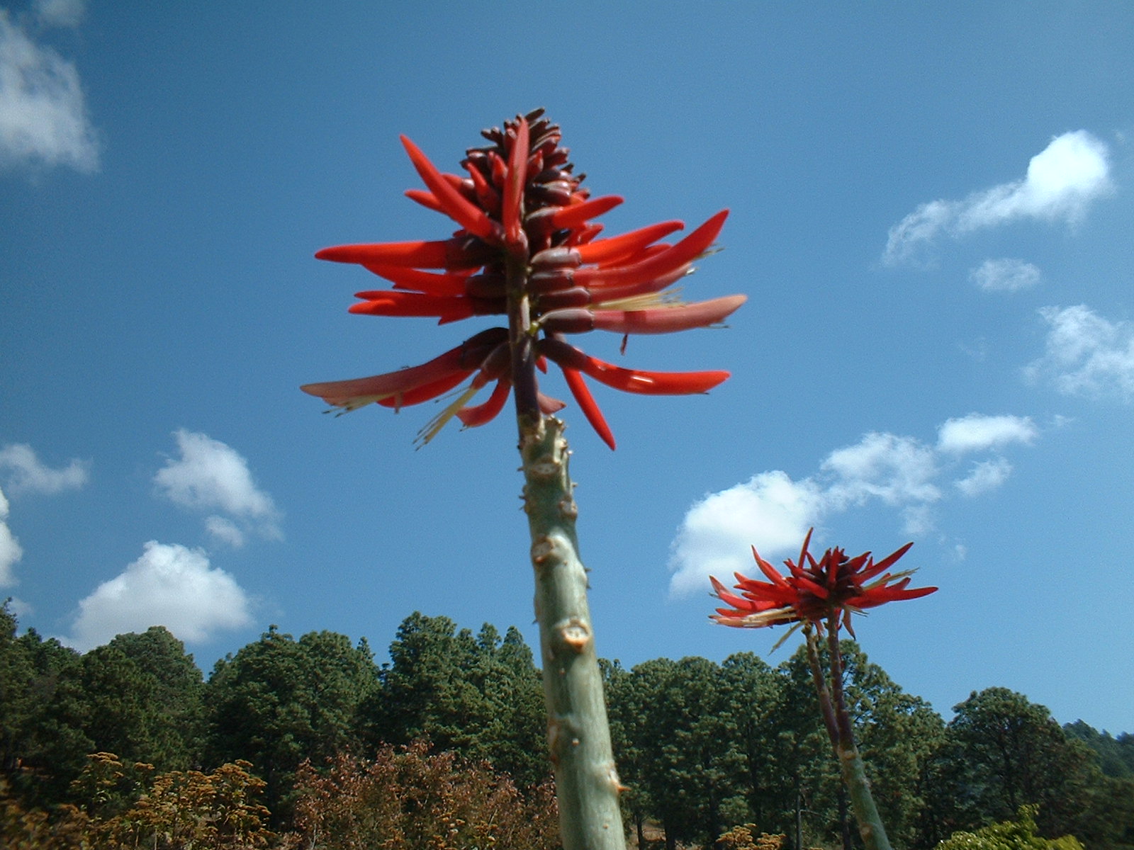 Altiplano: VALLE DE BRAVO