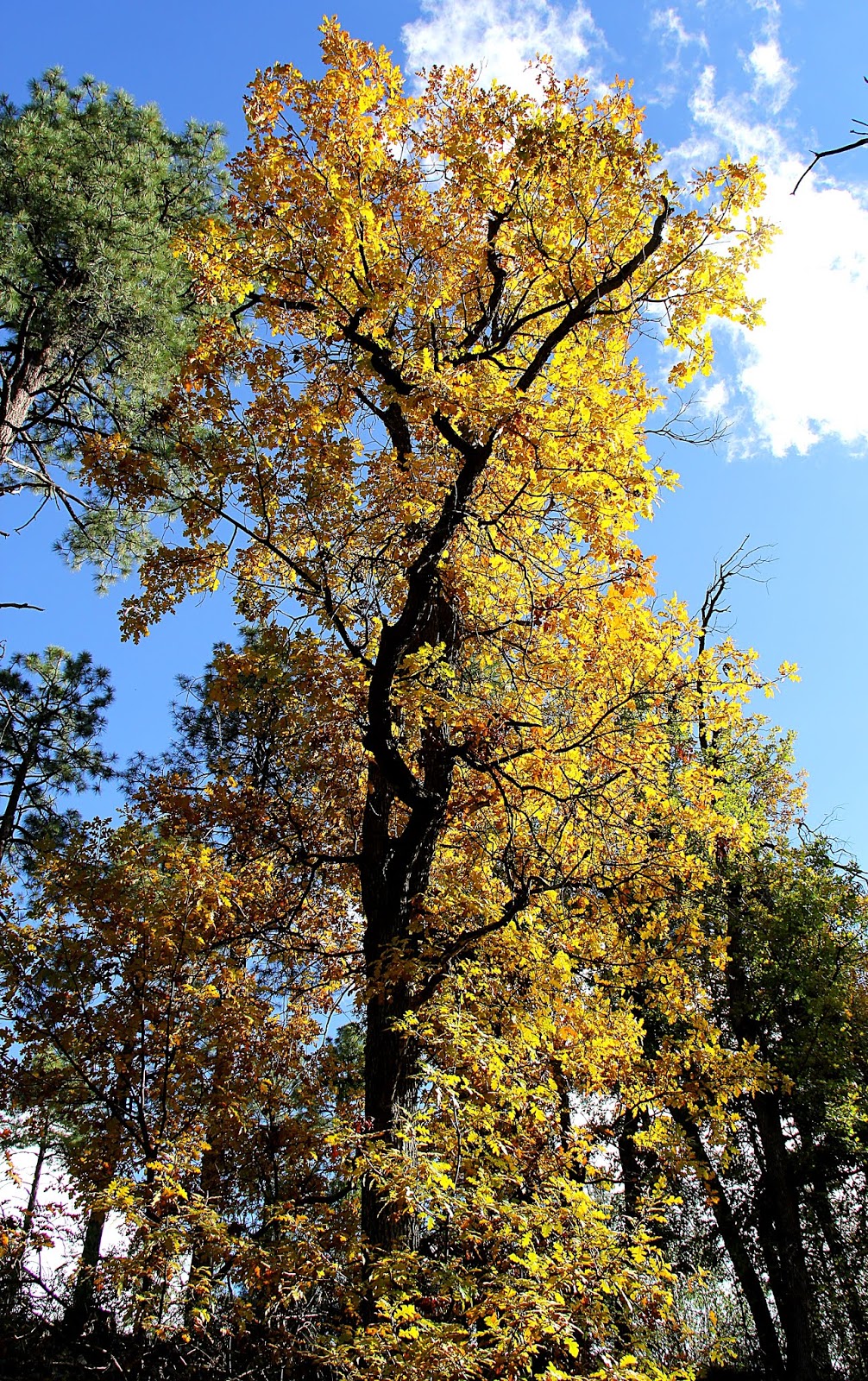 Simplicity Itself Photography: Learn Photography In Prescott