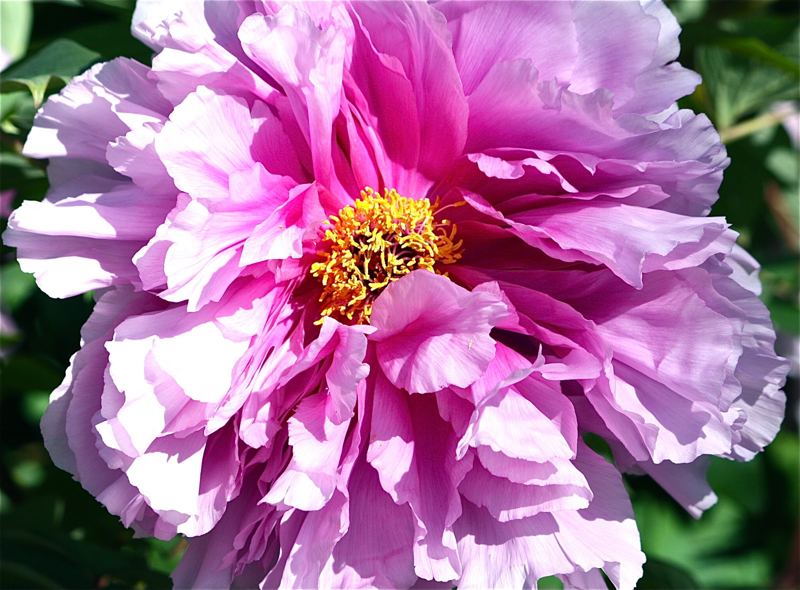 The Road is Mine: Purple Peony
