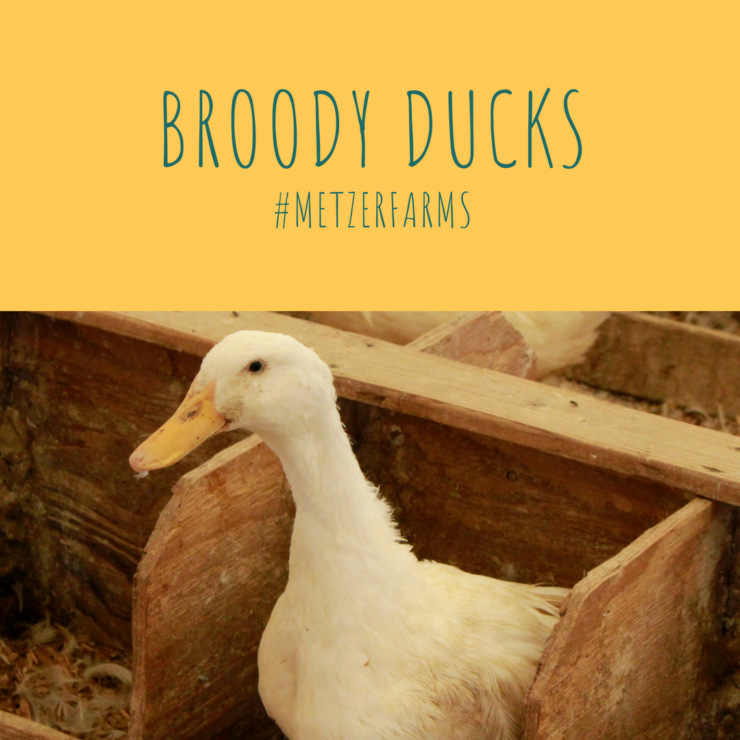 Metzer Farms Duck and Goose Blog: Broody Ducks