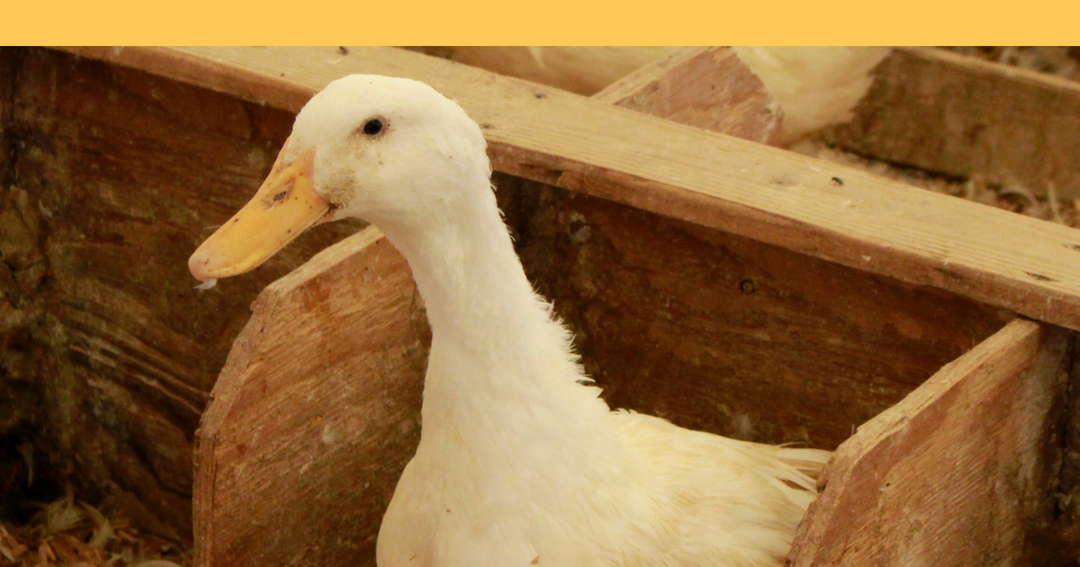 Metzer Farms Duck and Goose Blog: Broody Ducks