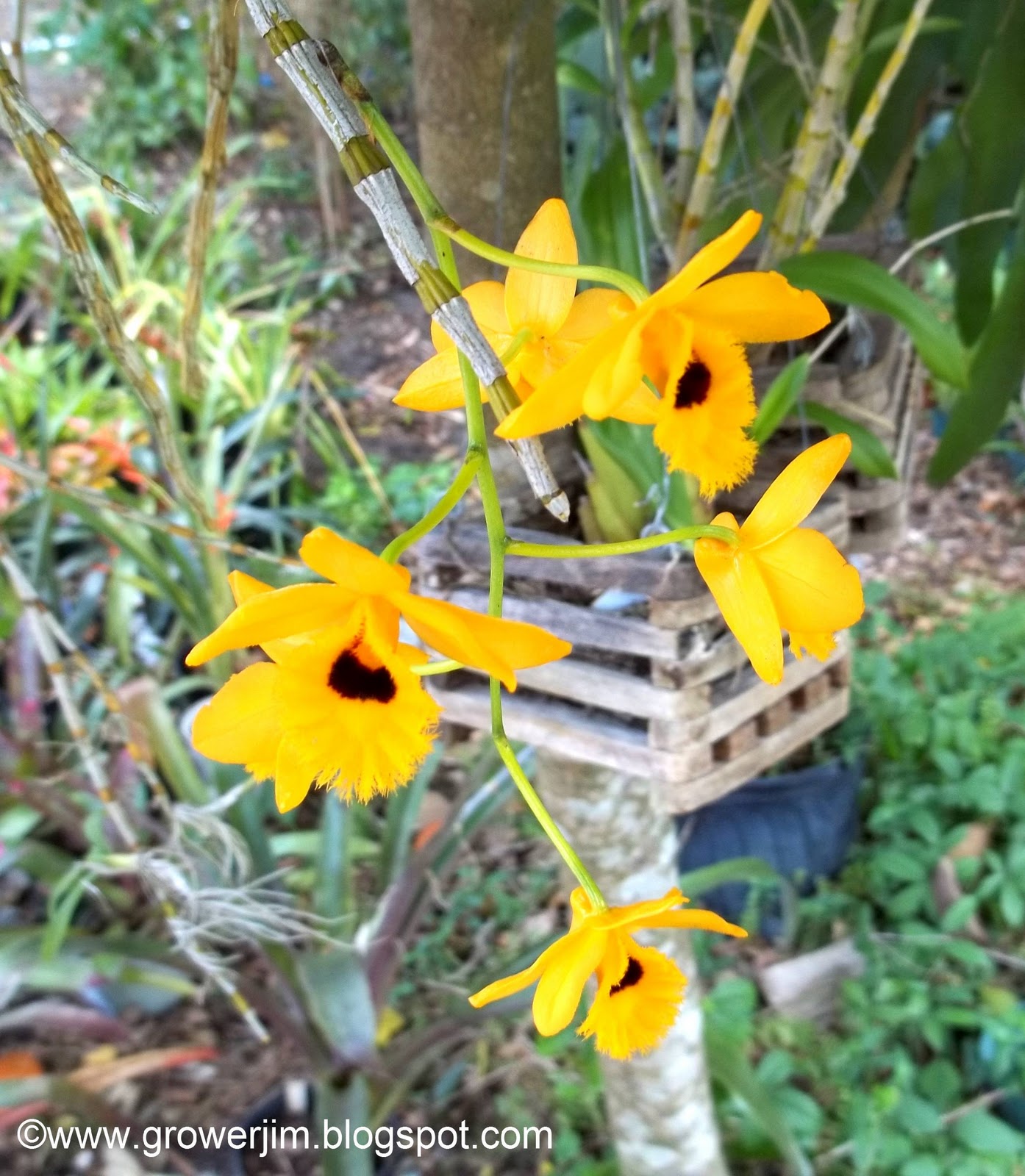 Dendrobium fimbriatum - Alchetron, The Free Social Encyclopedia