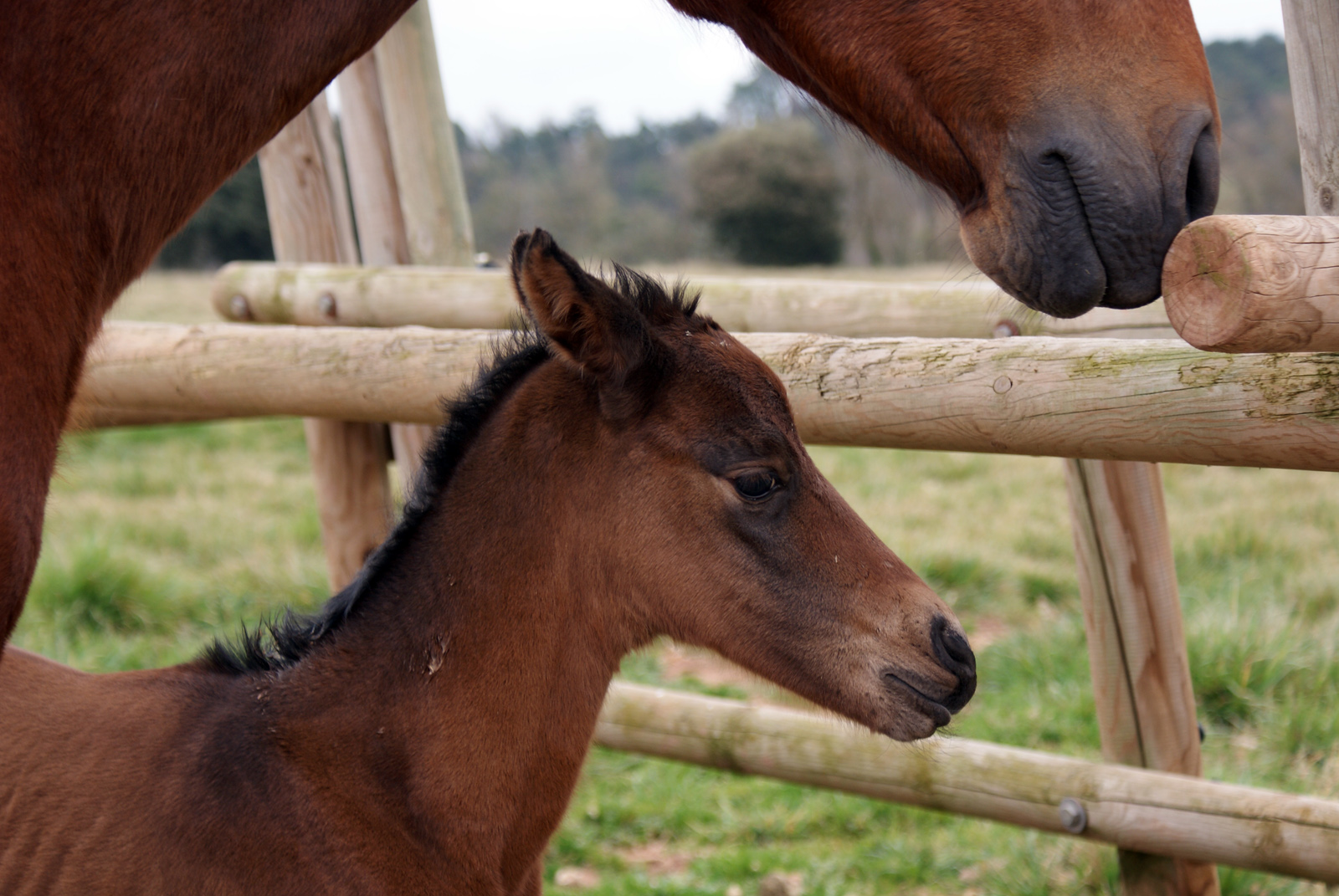 La Tria - Endurance: Primer poltre del 2011