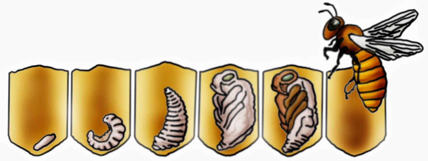 Kerstins Krabbelwiese: Weitere Bilder zur Entwicklung von Tieren