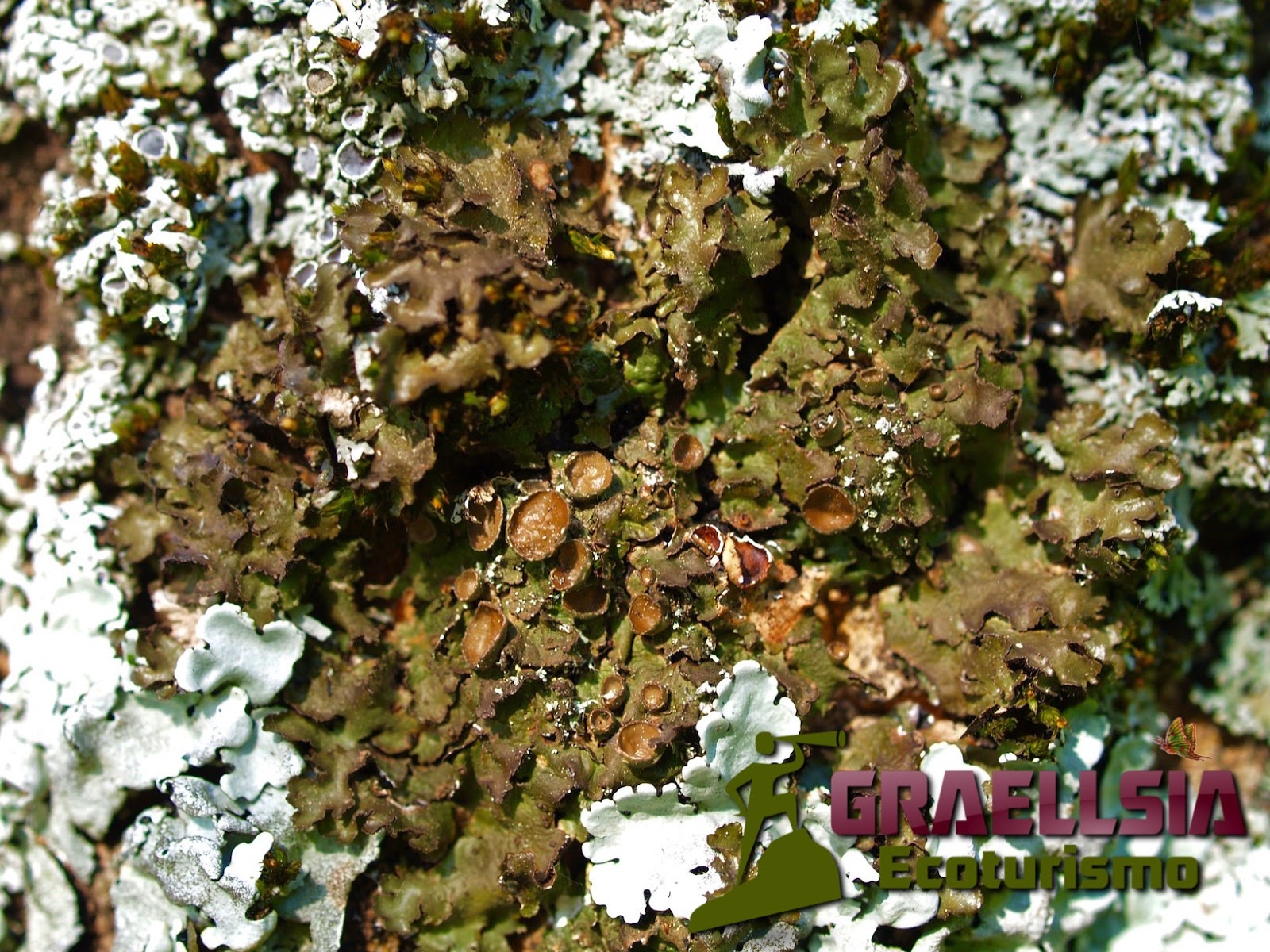 Cuaderno de Campo de Graellsia Ecoturismo: Taller de Líquenes (San ...