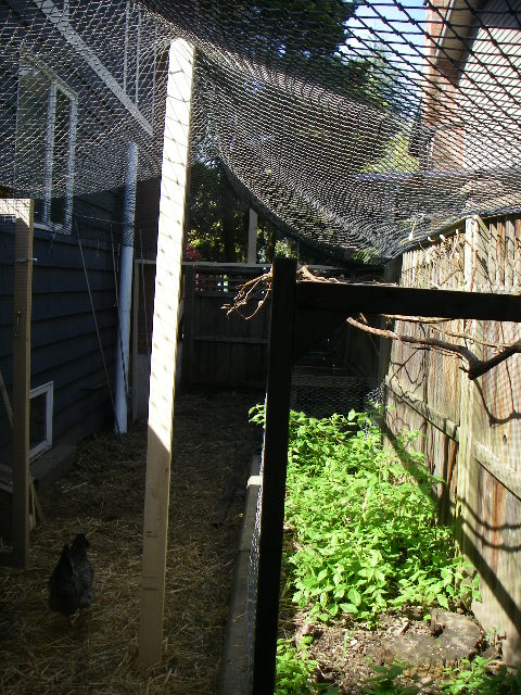 What's up with my chickens...: Netting over chicken run