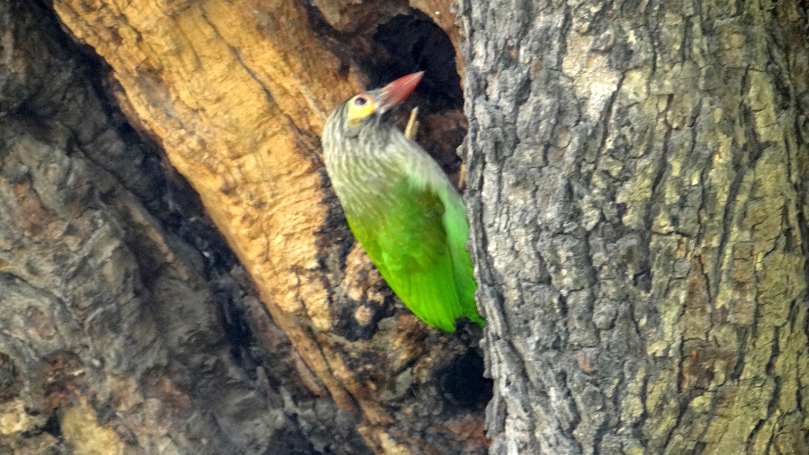 Friendly Neighbourhood Birders: 20. The Asian Barbets
