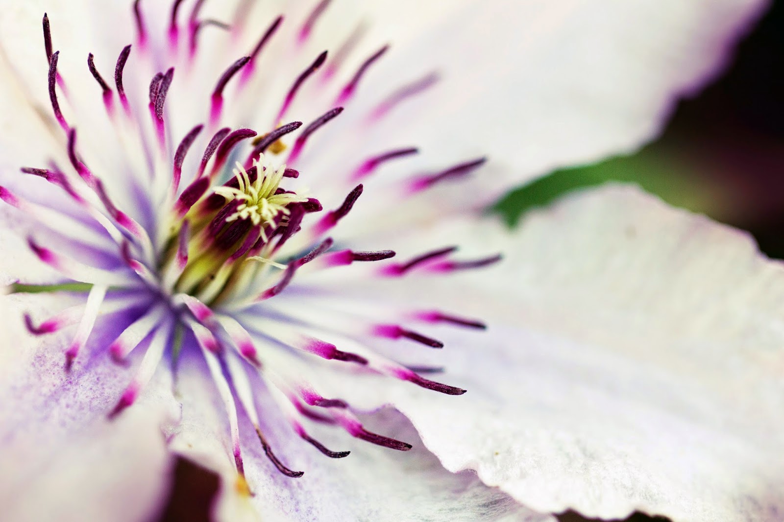 Sabrinas Fotografie: Die schönsten Blumen blühen oft im Verborgenen ...
