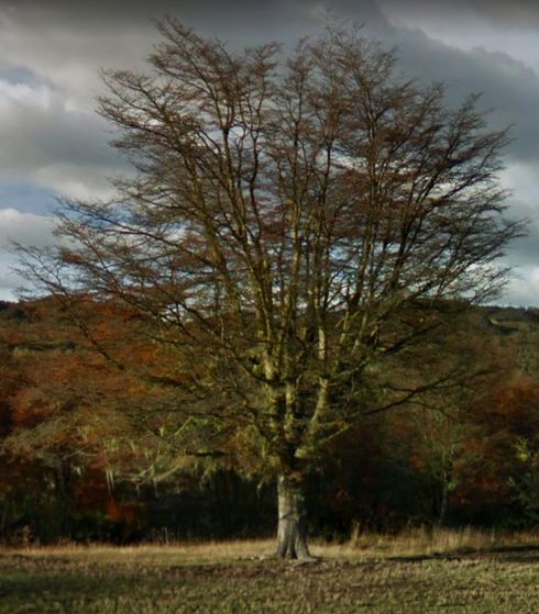 Future Plants by Randy Stewart: Robles and Antarctic Beech