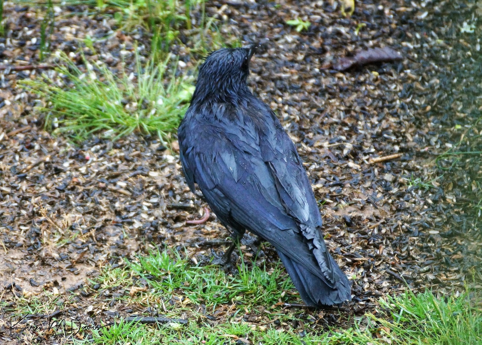 The Greenbelt: April showers