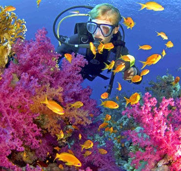 A MAGYAROK TUDÁSA: KORALLOK - SZIVACSOK