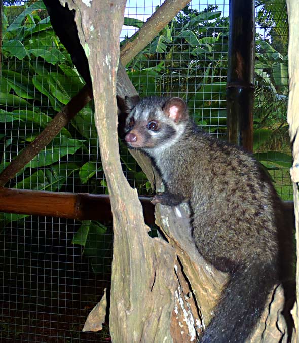 Musang or Masked Asian Civet Cat: December 2012