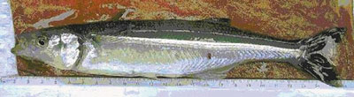 Artes de Pesca: ACTINOPTERYGII
