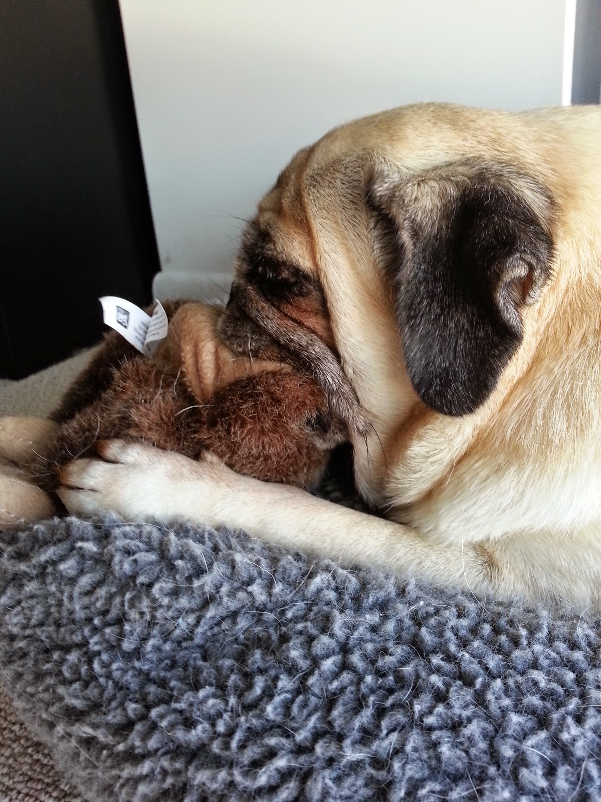 Lil Smug Pug: June 2014 BarkBox