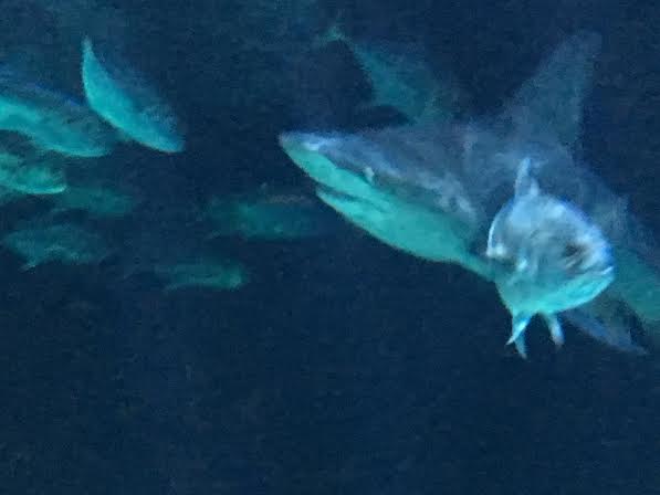 A Little Time and a Keyboard: Point Defiance Zoo & Aquarium {Nature ...