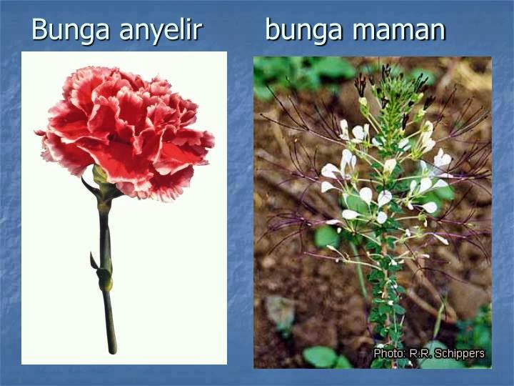 morfologi tumbuhan : BAGIAN-BAGIAN BUNGA