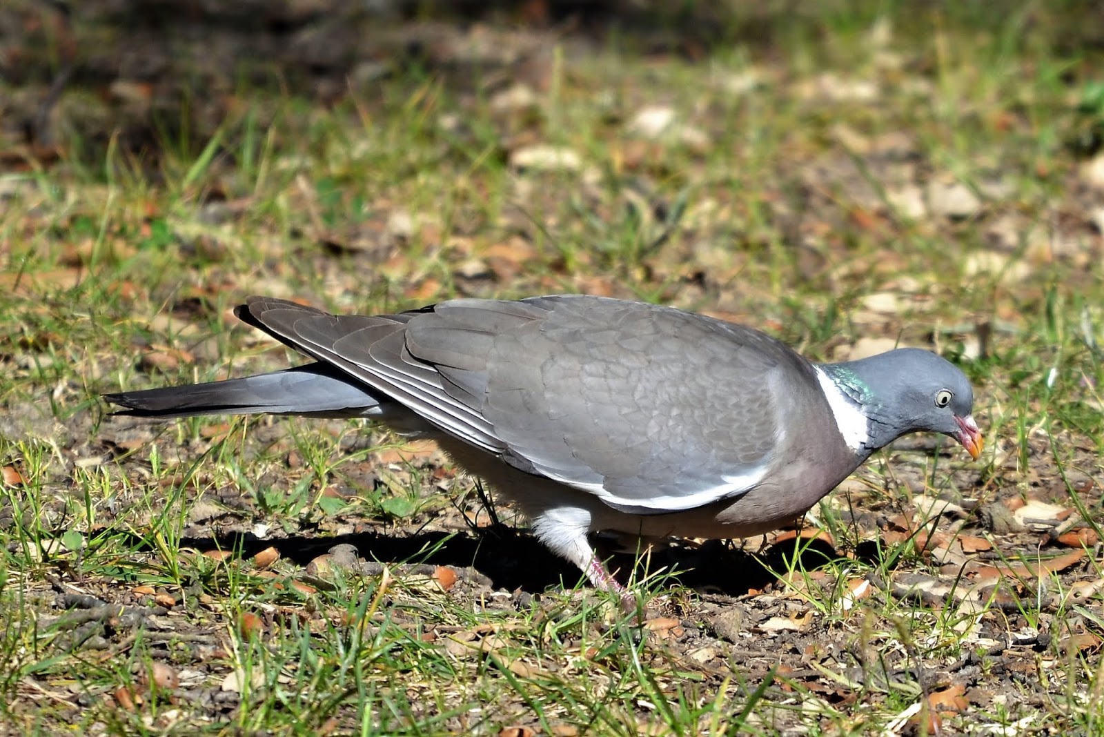 TERRA DAS AVES: Pombo-torcaz (Columba palumbus)