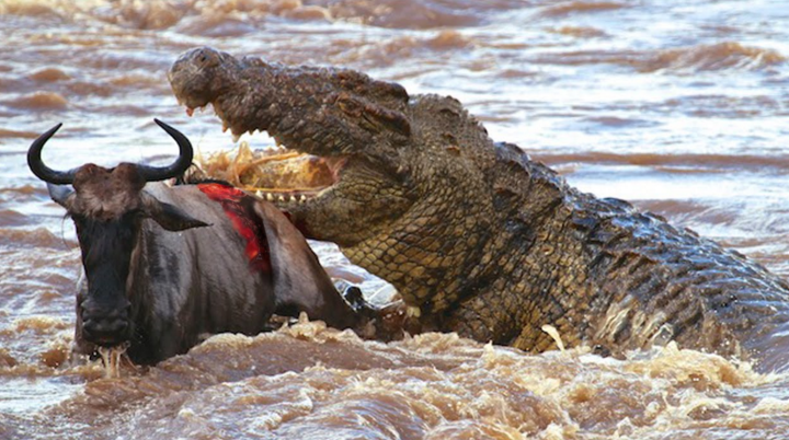 lion, crocodile attack craziest animals attack - TOP Viral 7
