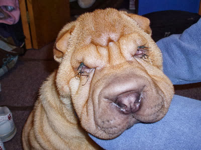 Pedigree Dogs Exposed - The Blog: Shar-pei - the eyes have it
