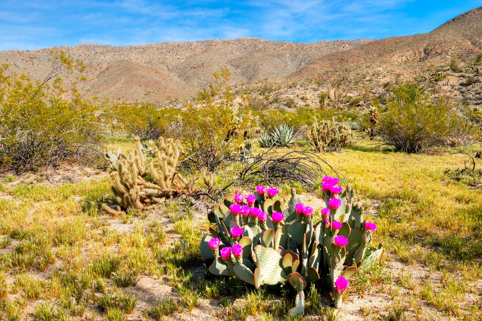California's Wildflower Super Bloom | Earth Blog