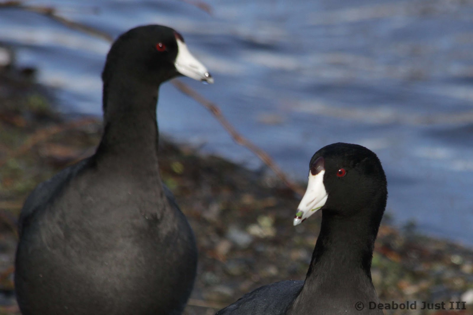 Birdmandea: Those Fighting Mud Hens