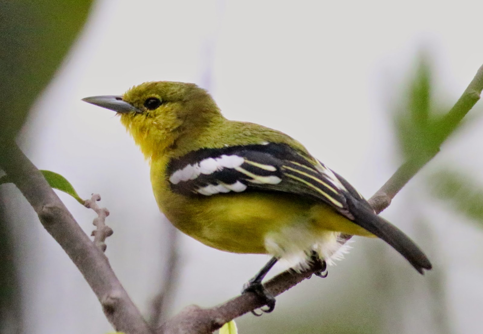 Ron-Nature-Adventures: Up Close with Common Iora