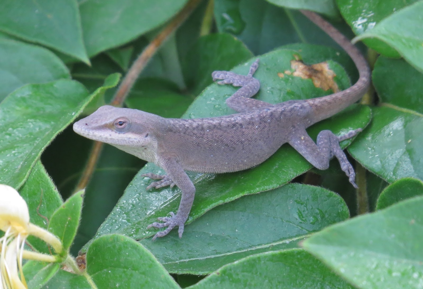 Bug Eric: Fun With Austin Butterfly Forum